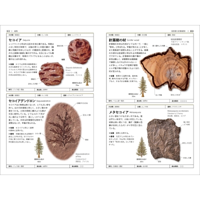 化石図鑑 自然科学ハンドブック デヴィッドJウォード HMV BOOKS online 9784422430492