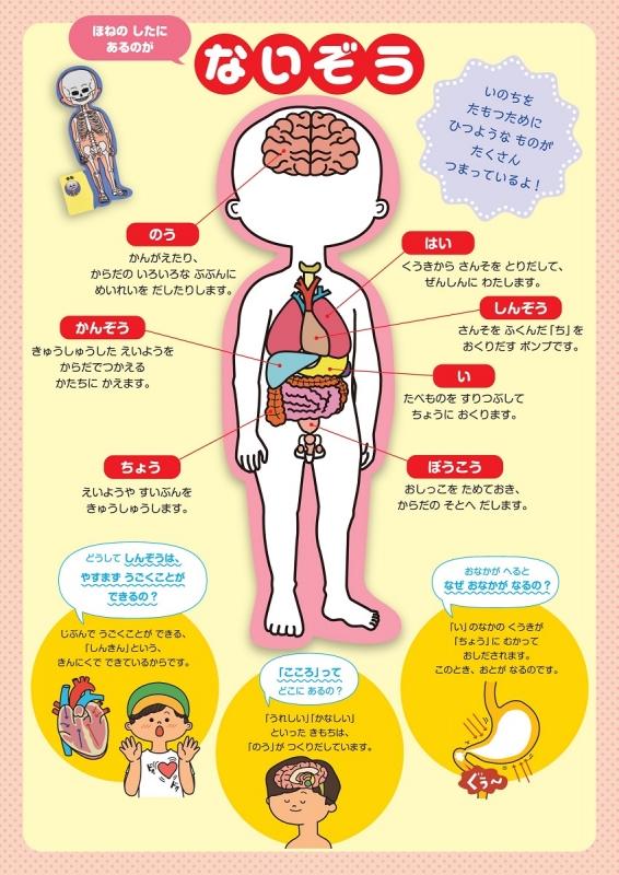 大学教授がすすめる 5層式 からだのしくみパズルBOOK 坂井建雄 HMV BOOKS online 9784800275349