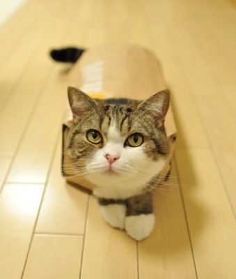 まるの暮らし : mugumogu | HMV&BOOKS online - 9784299023902